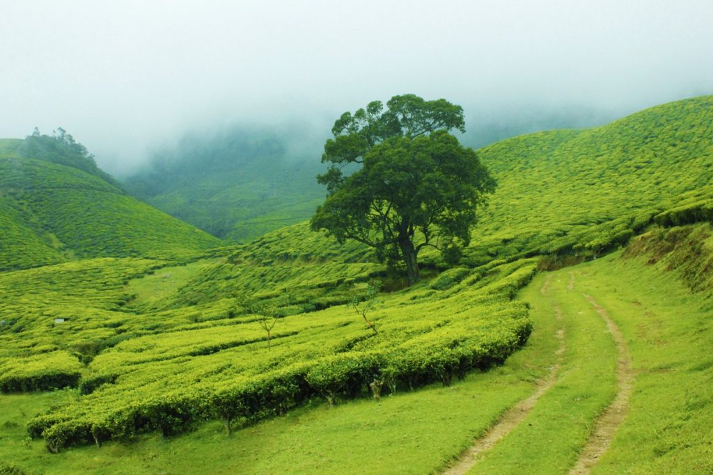 Holidays in Munnar, Kerala - Tea Valley Resort Hotel
